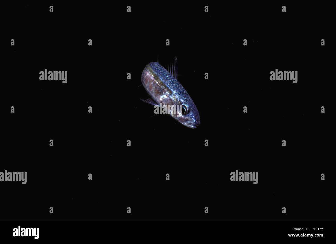 Juvenile Deep sea pelagic fish swims through open ocean at night - Red ...