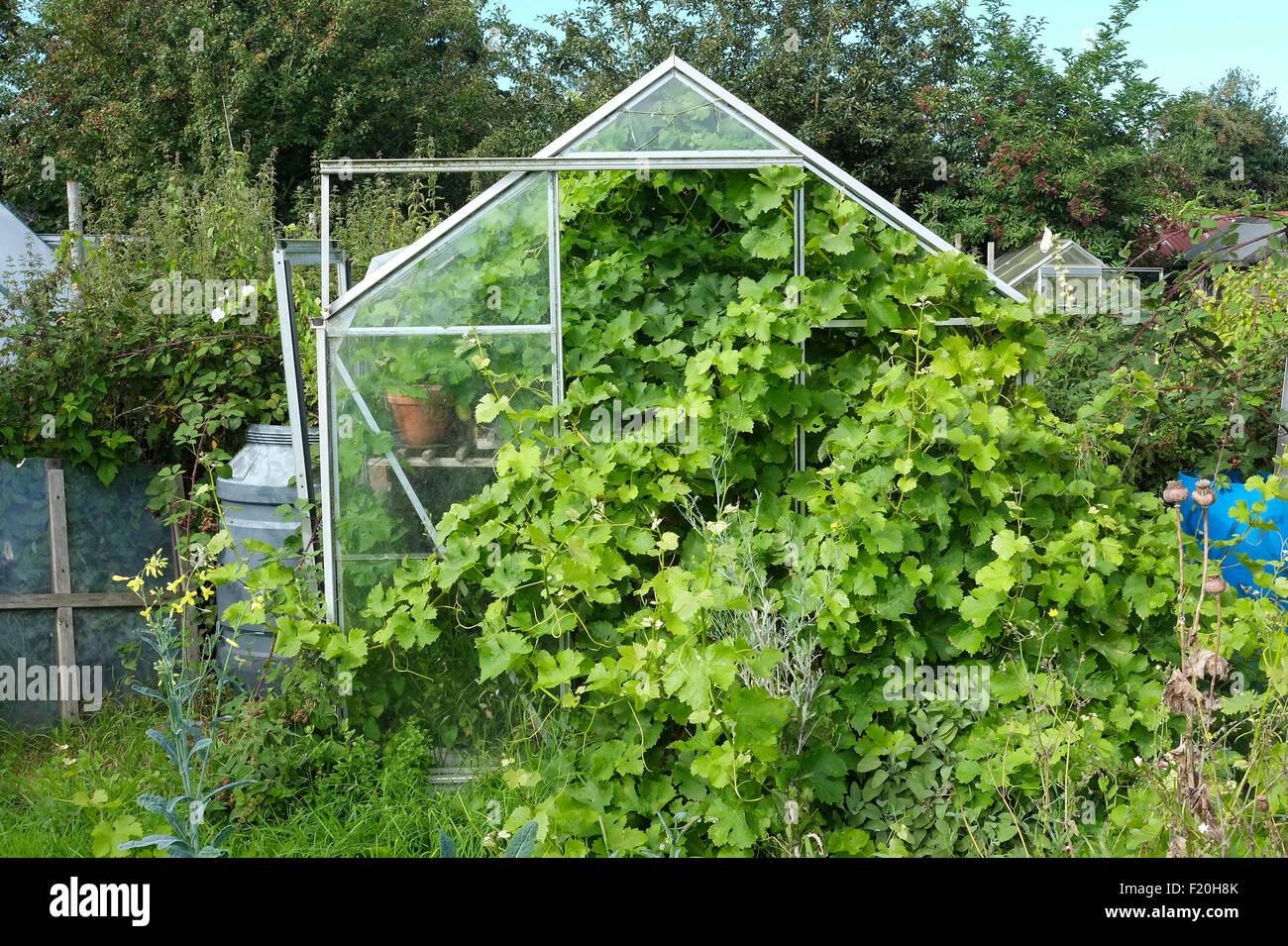 overgrown greenhouse on allotment plot, norfolk, england Stock Photo ...