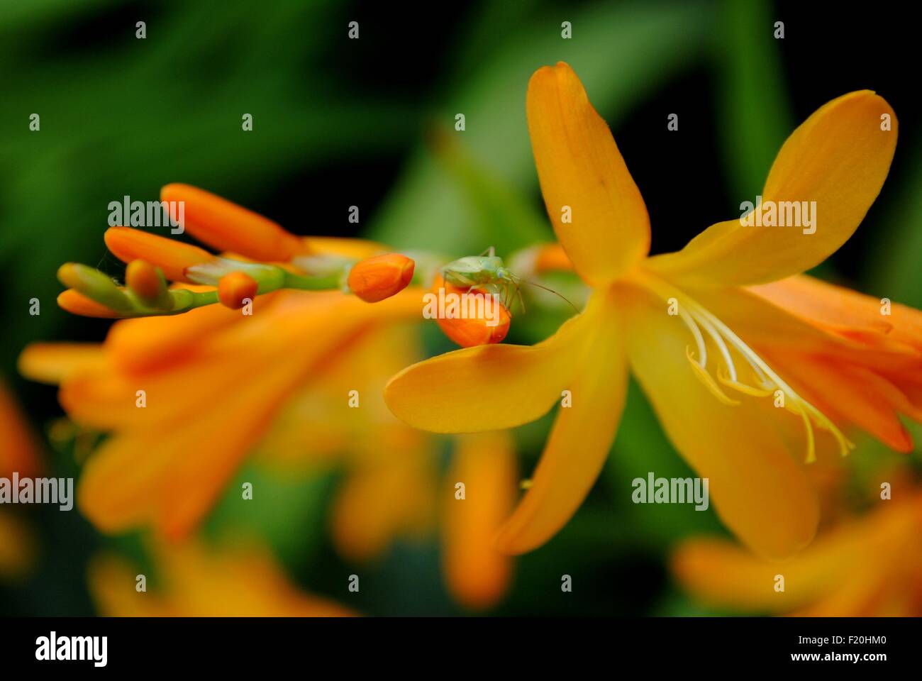 Capsid bugs hi-res stock photography and images - Alamy