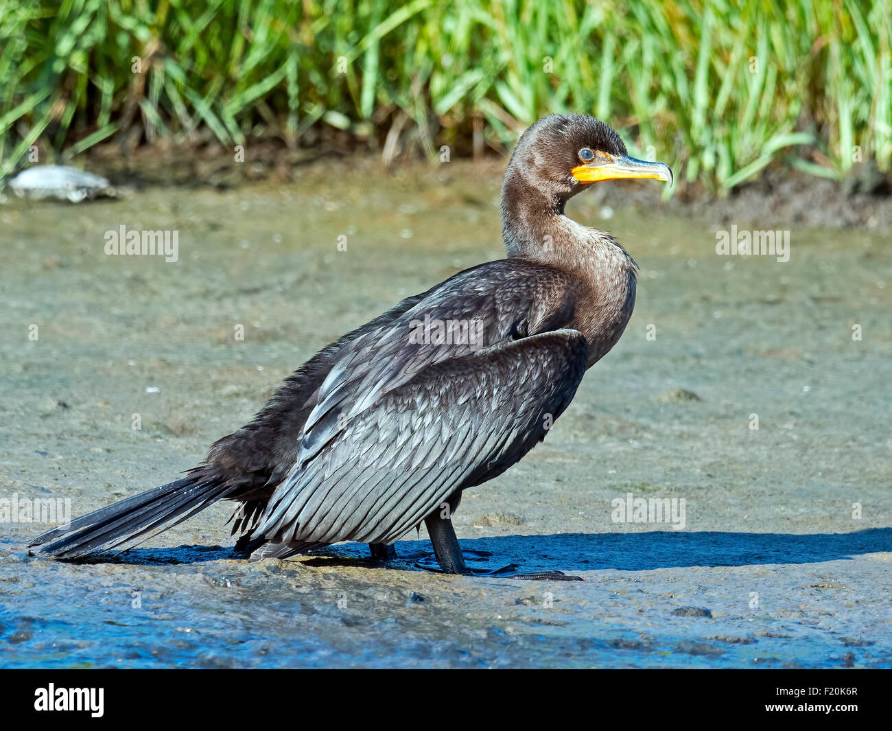 Standing cormorant hi-res stock photography and images - Alamy