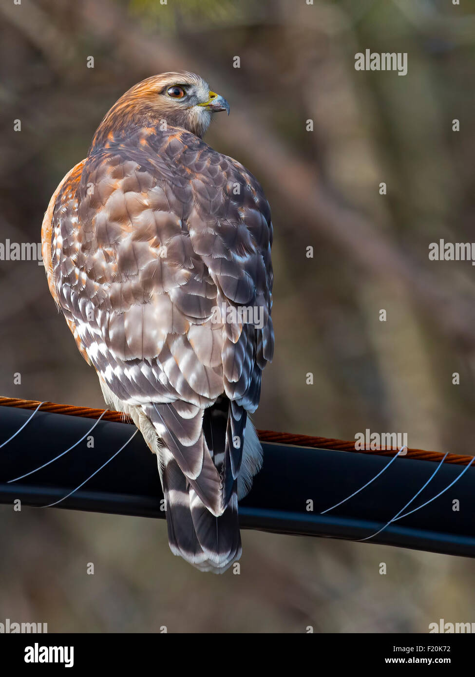 Red-shouldered Hawk rear profile Stock Photo - Alamy