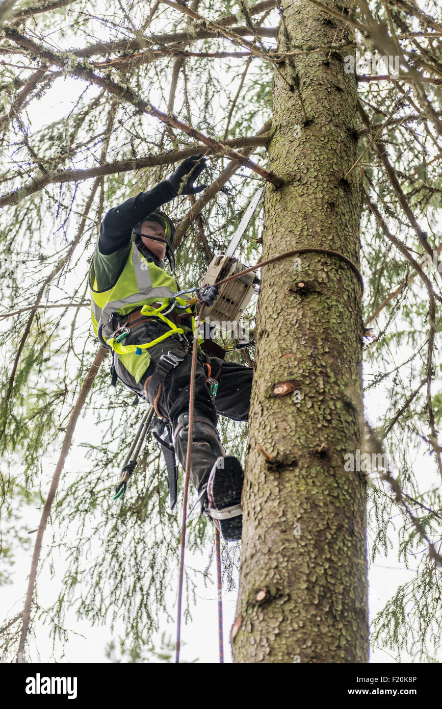 Arborist tree hi-res stock photography and images - Alamy