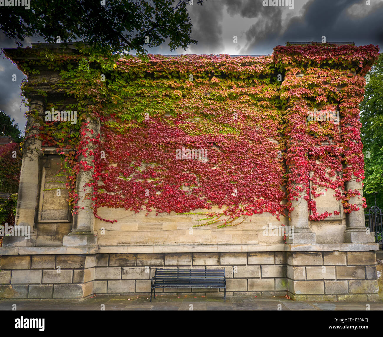 Ivy clad wall hi-res stock photography and images - Alamy