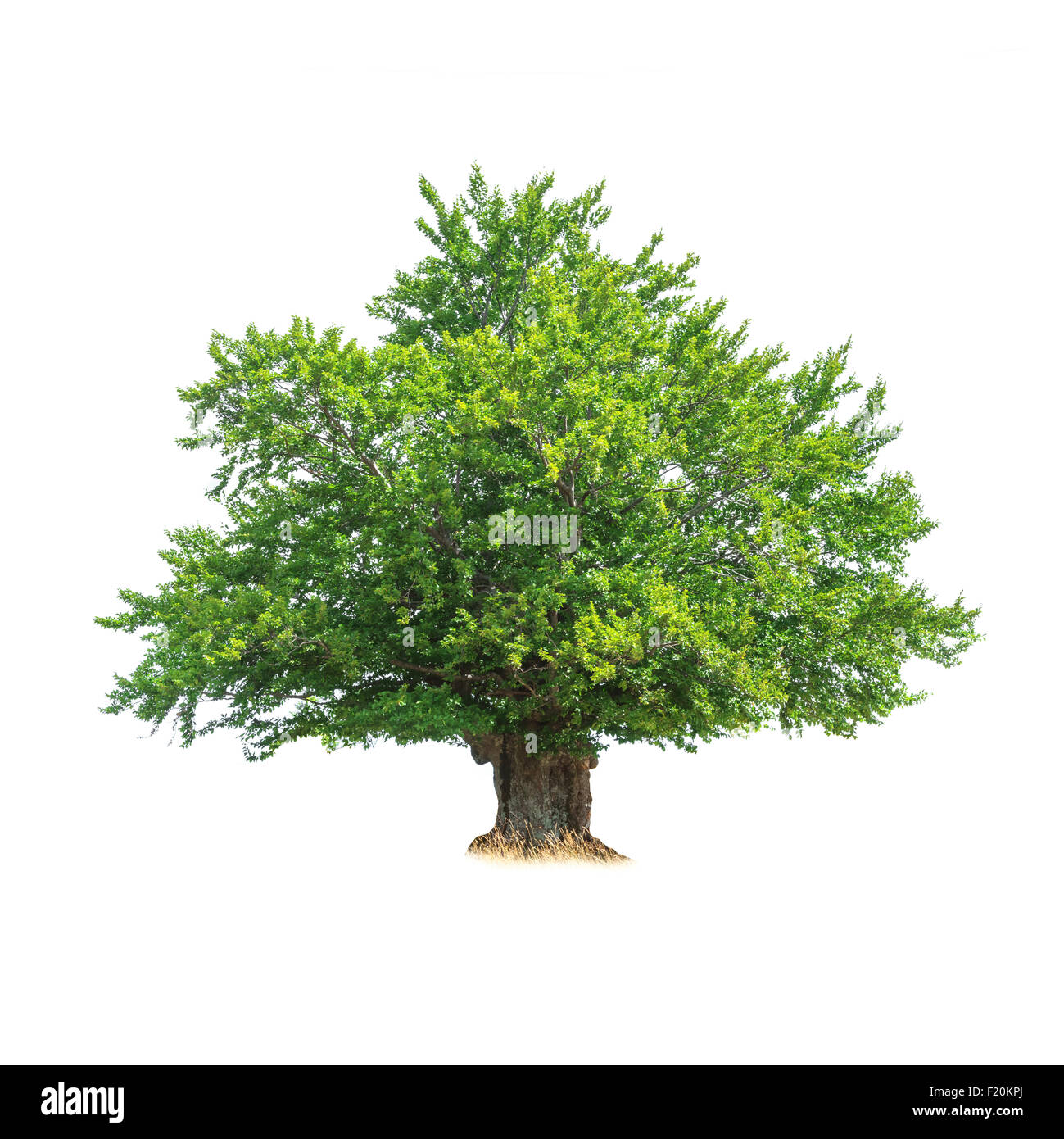 green tree isolated on white Stock Photo - Alamy