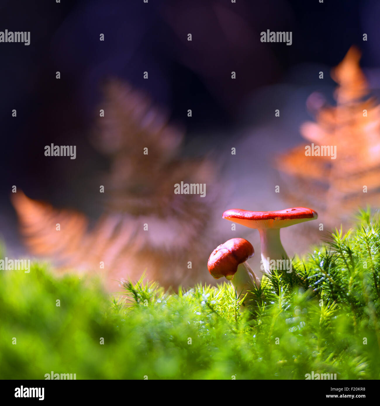 mushroom in forest close up Stock Photo - Alamy
