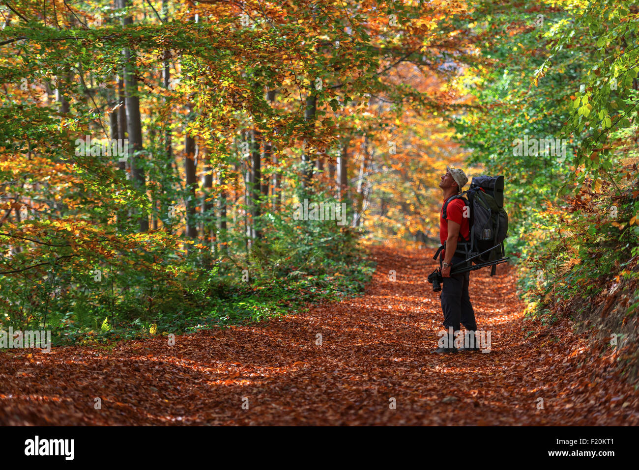 orange forest on autumn season Stock Photo - Alamy