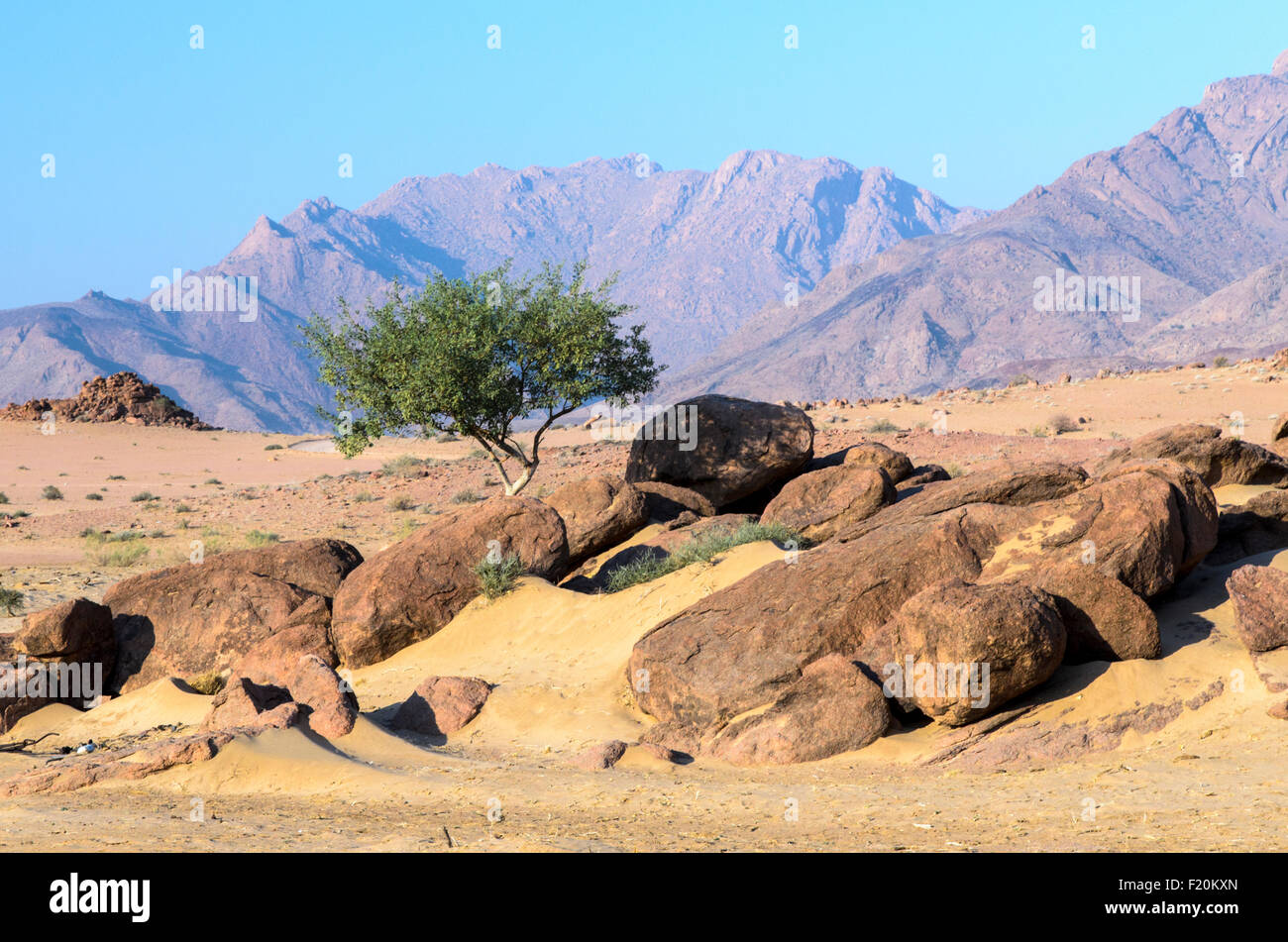 Tree at the Brandberg massif Stock Photo - Alamy