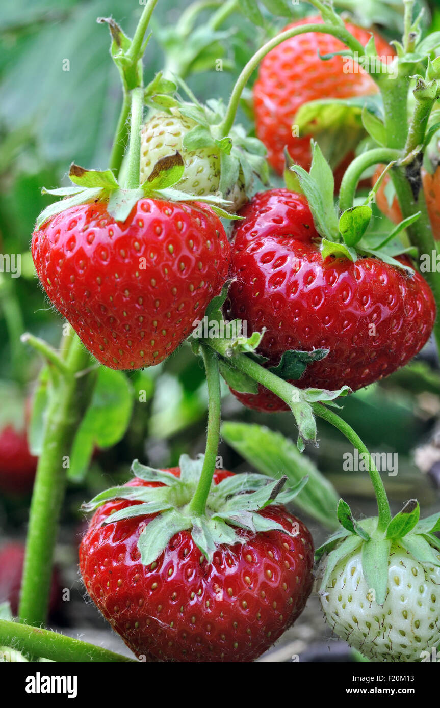 close-up of ripe strawberry Stock Photo - Alamy