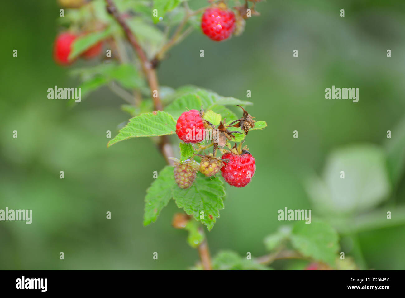 Ripe raspberries on branch in the garden Stock Photo - Alamy
