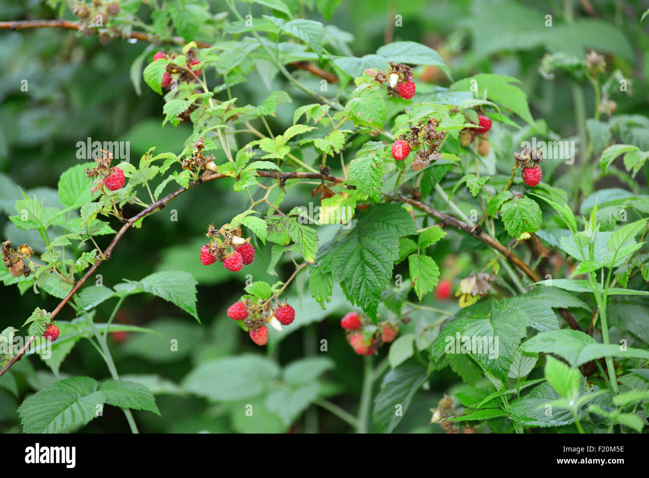 Branch ripe red raspberry hi-res stock photography and images - Alamy