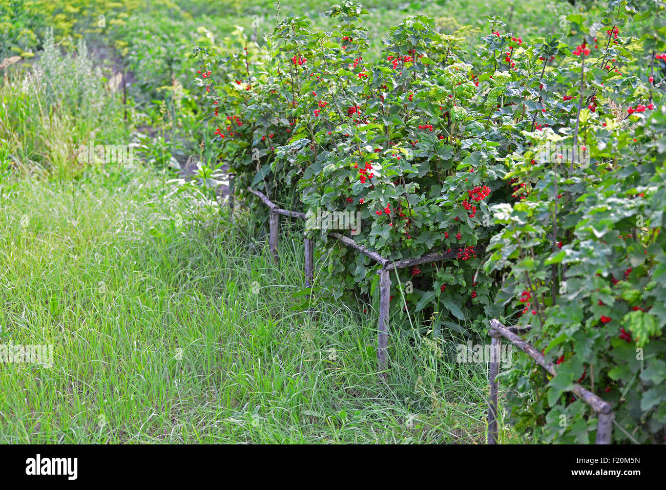 Bush of red currant in summer garden Stock Photo - Alamy