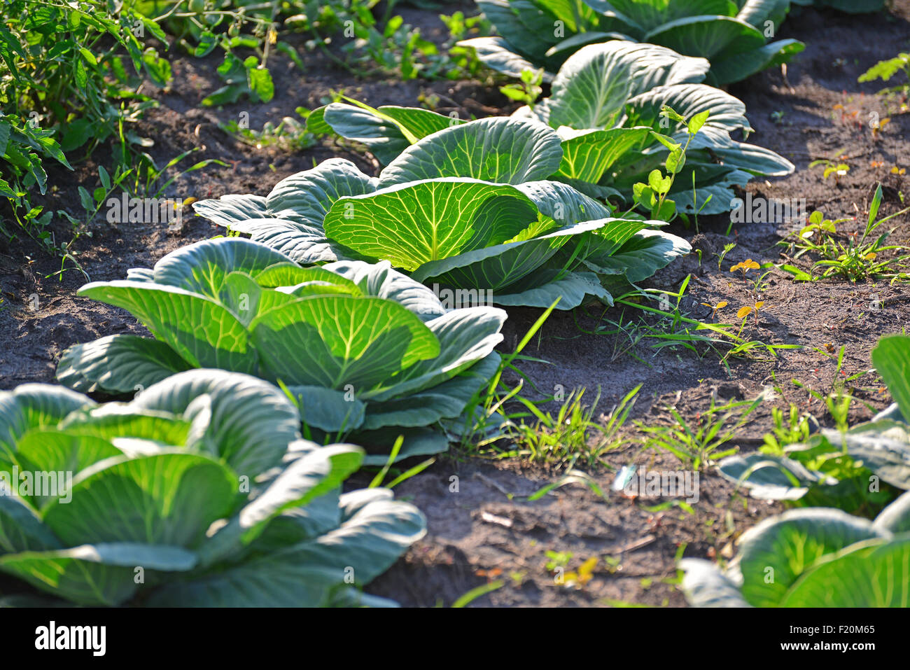 The harvest of cabbage in garden Stock Photo - Alamy