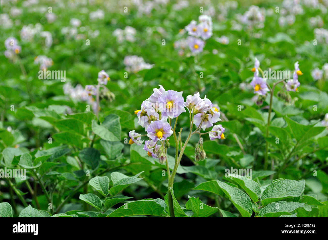 close-up of blooming potato plantation in the vegetable garden Stock ...