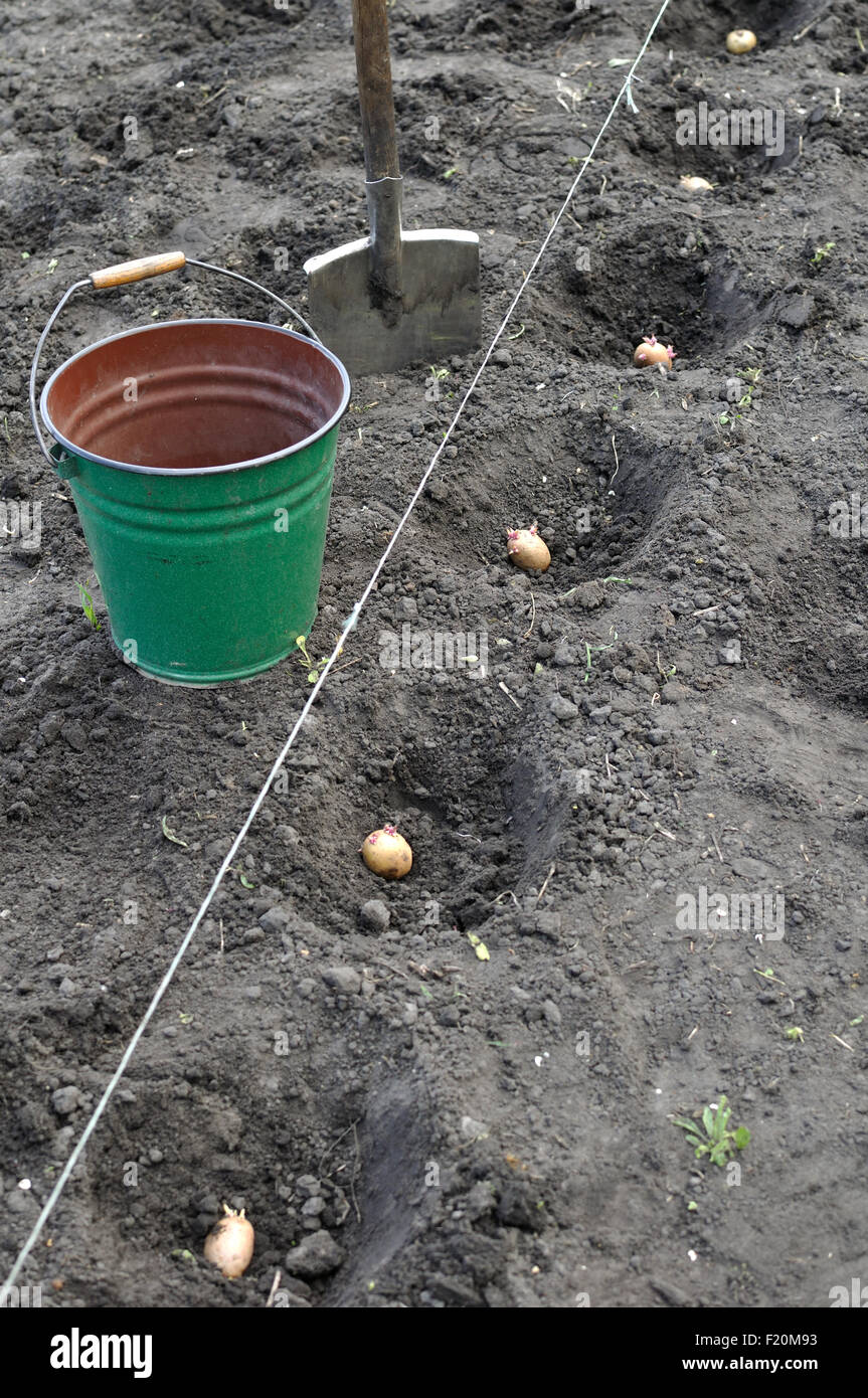 Potato agriculture process hi-res stock photography and images - Alamy