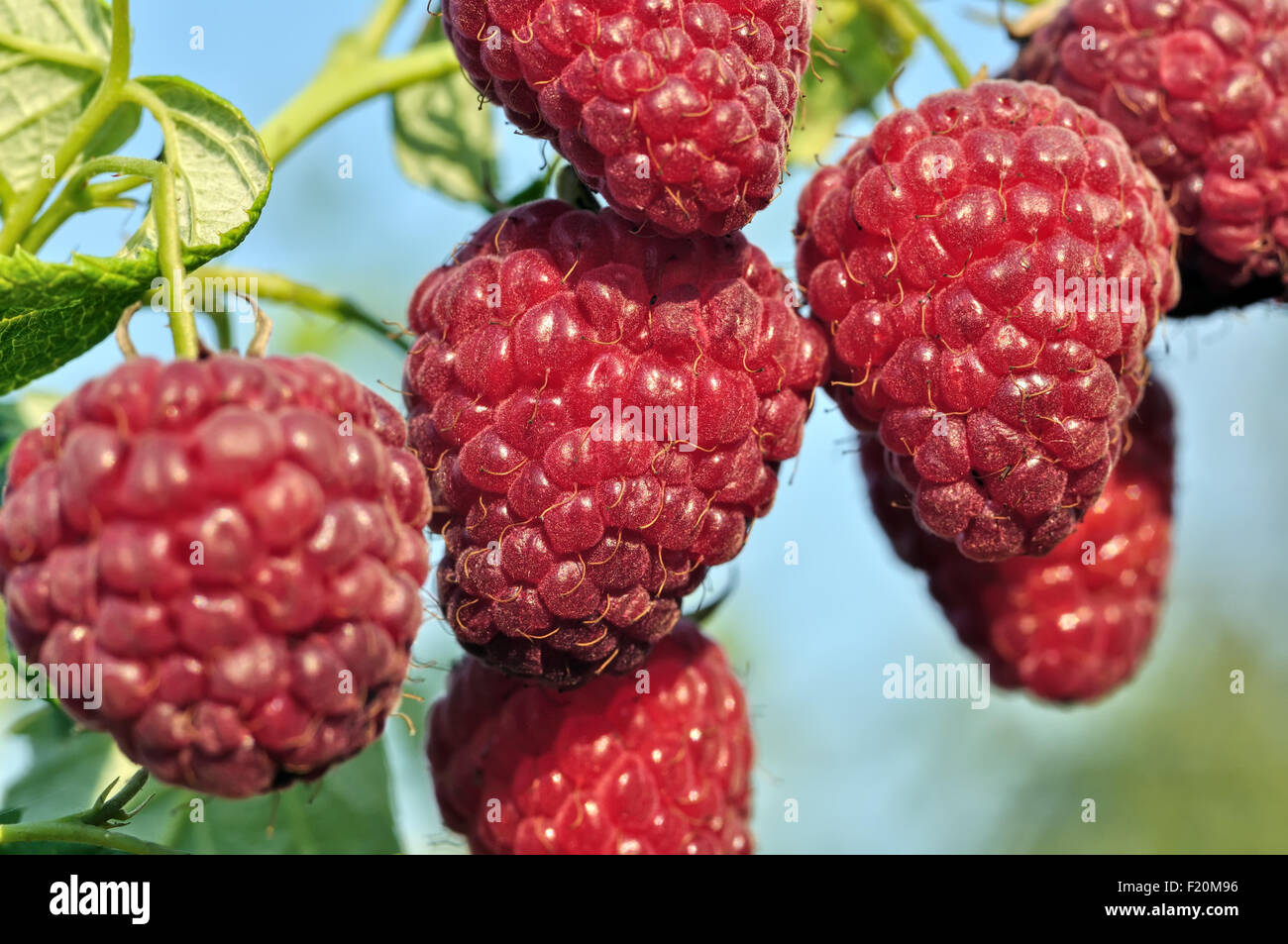 close-up of ripe raspberry Stock Photo - Alamy