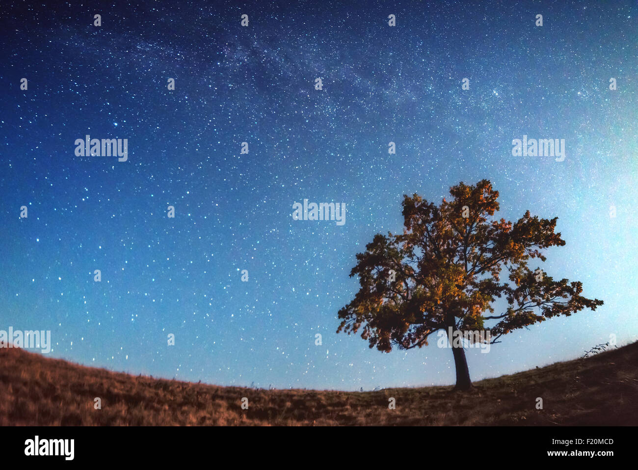 alone tree and milky way Stock Photo - Alamy