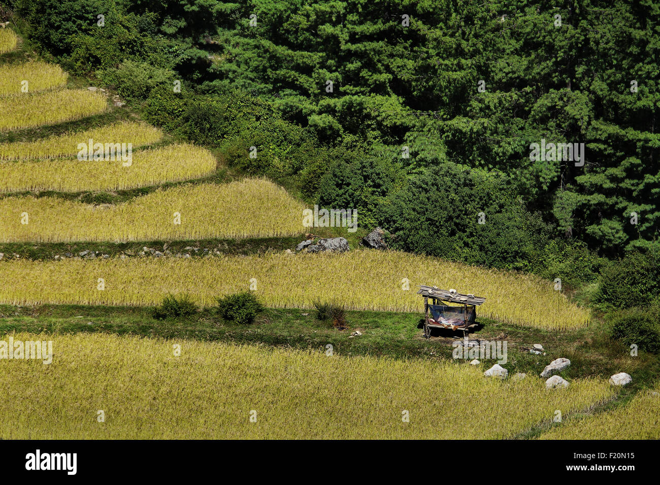 Bhutan rice field Stock Photo - Alamy