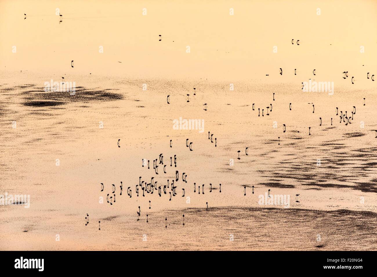 Kenya, Magadi lake, flamant nain, lesser flamingo (Phoeniconaias minor ...