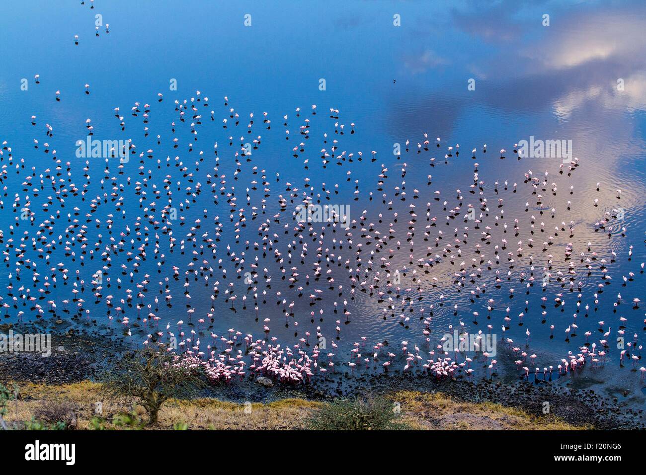 Kenya, Magadi lake, flamant nain, lesser flamingo (Phoeniconaias minor ...