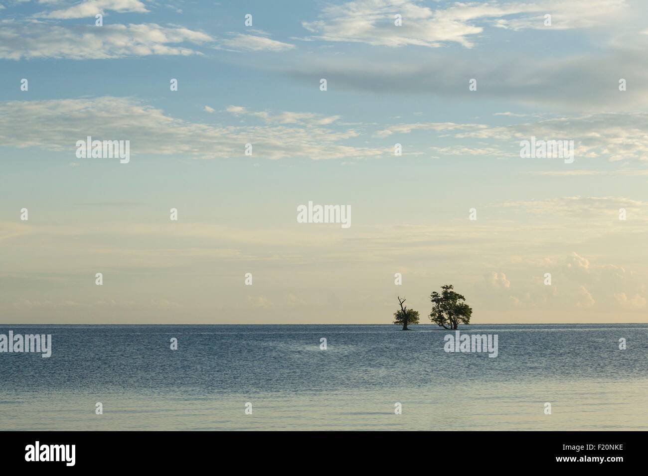 Indonesia, Lesser Sunda Islands, Alor Island, Deere Beach, Mangrove ...