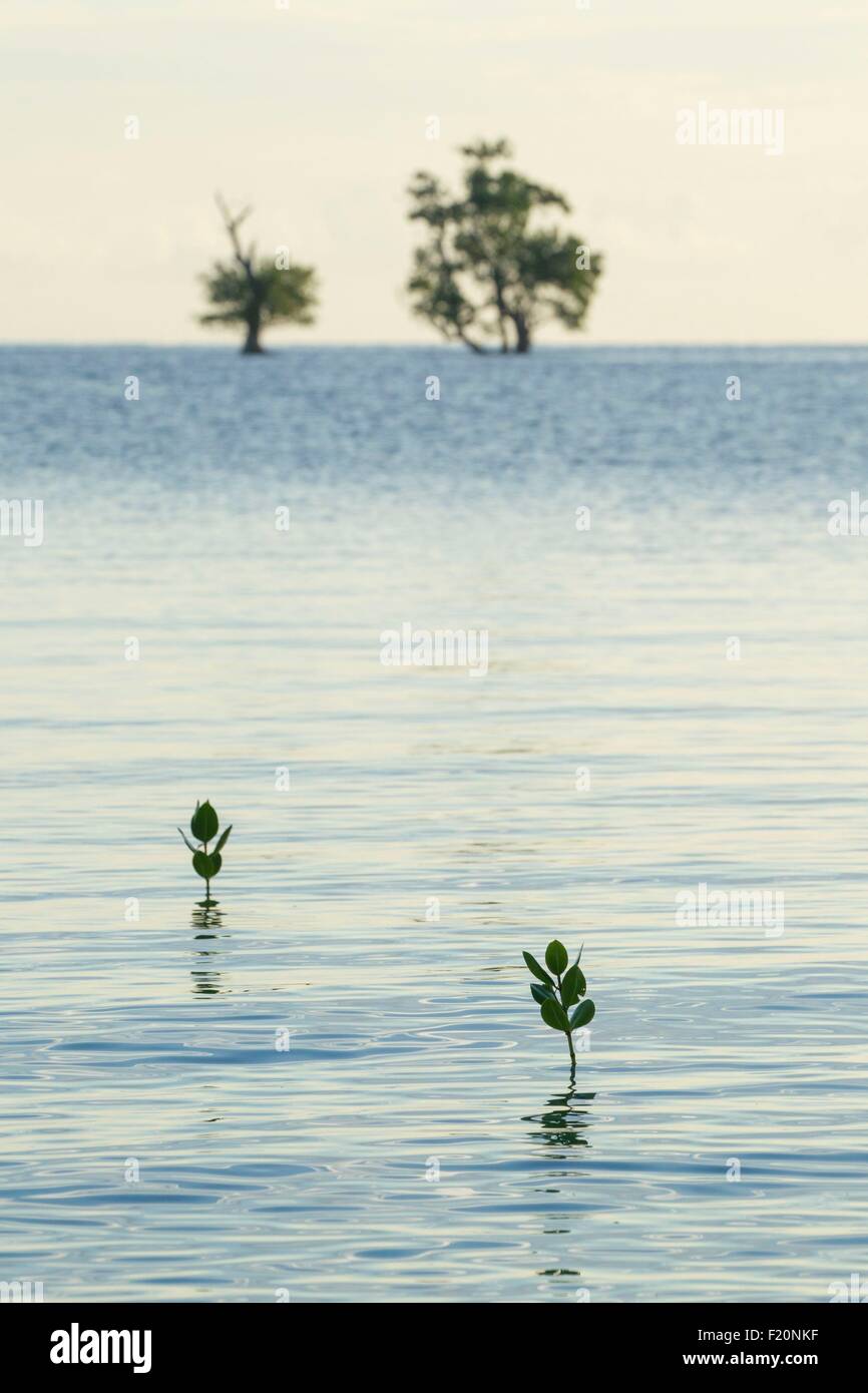 Indonesia, Lesser Sunda Islands, Alor Island, Deere Beach, young ...