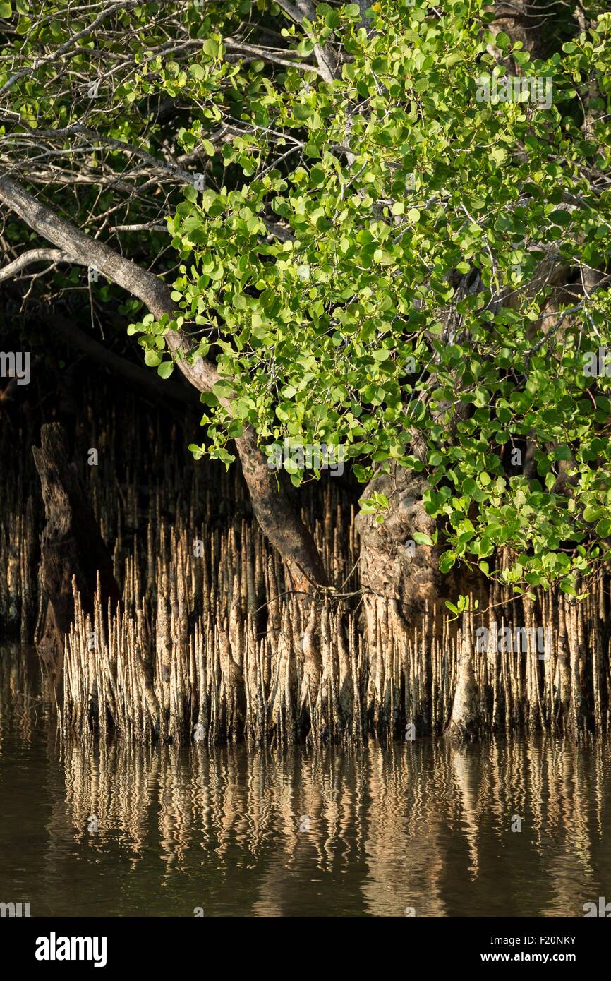 Indonesia, Lesser Sunda Islands, Alor archipelago, Pantar Island, Kabir ...