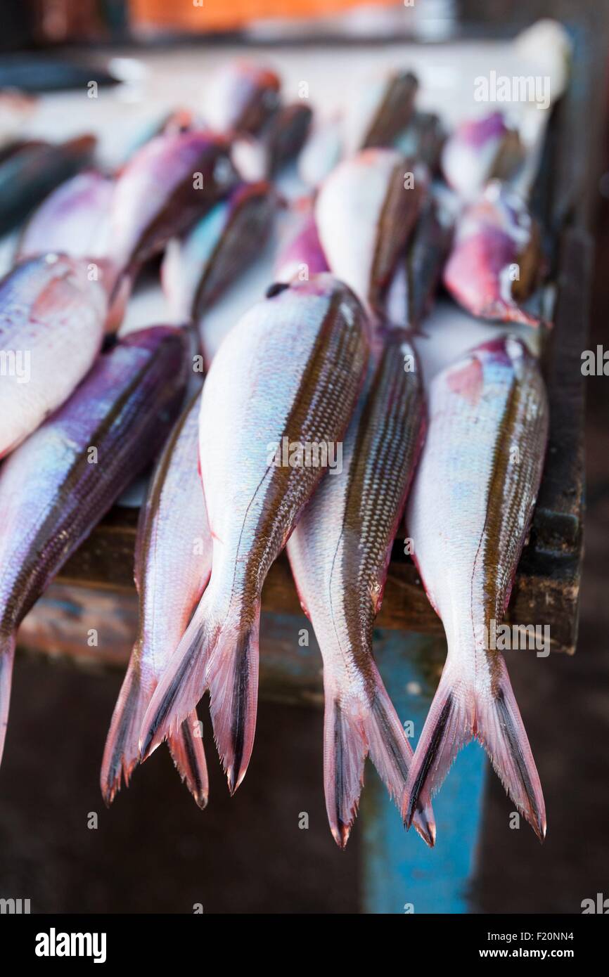Indonesia, Lesser Sunda Islands, Alor Island, Kalabahi, fishes in ...