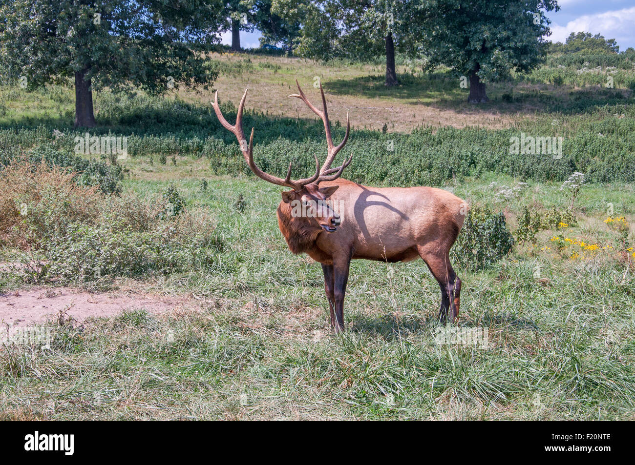 Male buck hi-res stock photography and images - Alamy