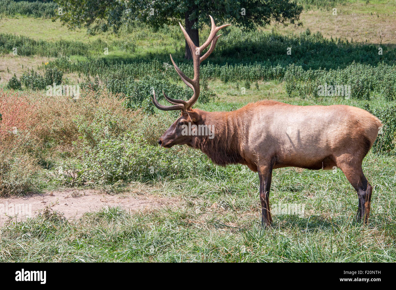 Elk standing alone Stock Photo - Alamy