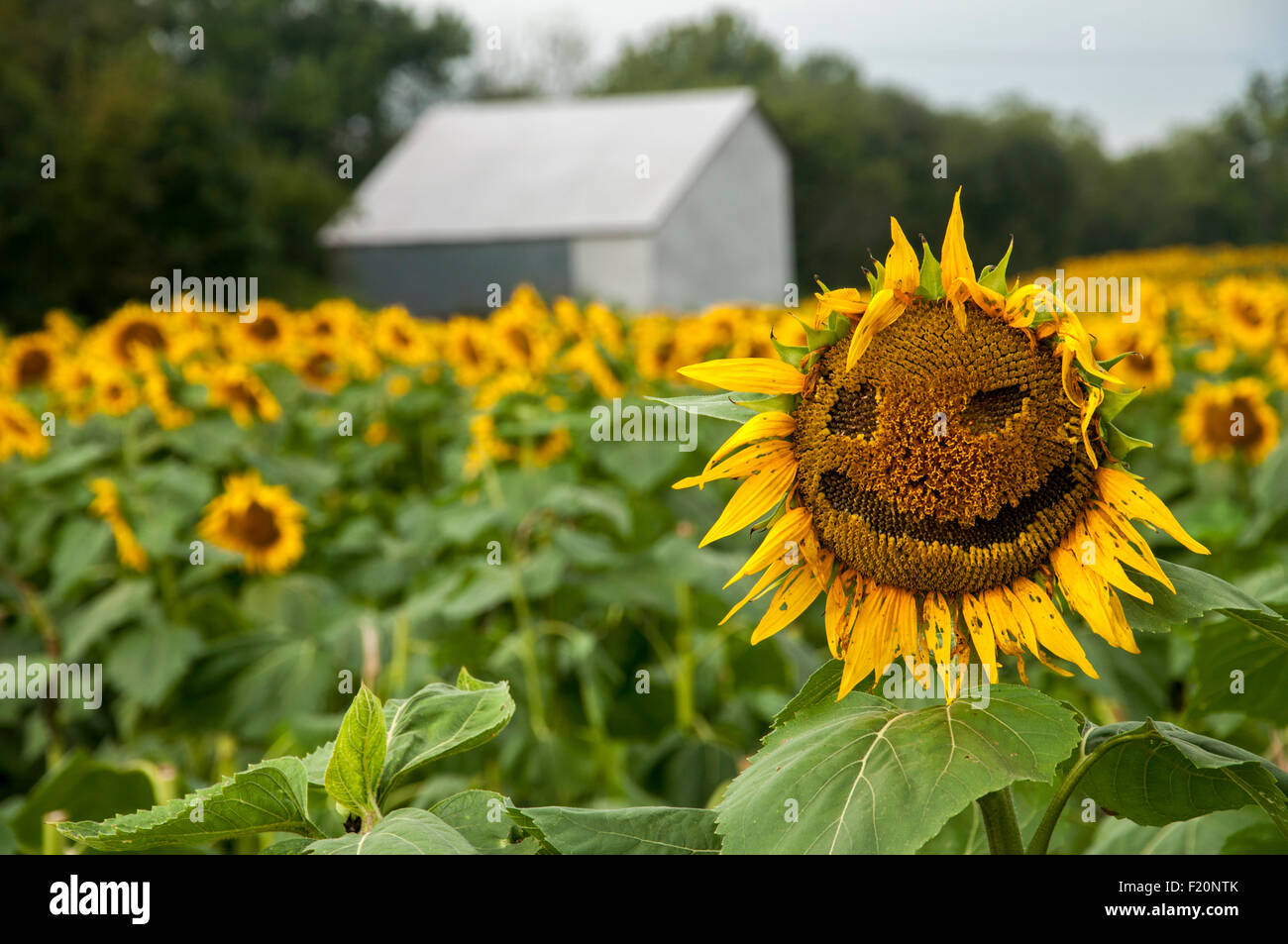 Sunflower Field With Barn