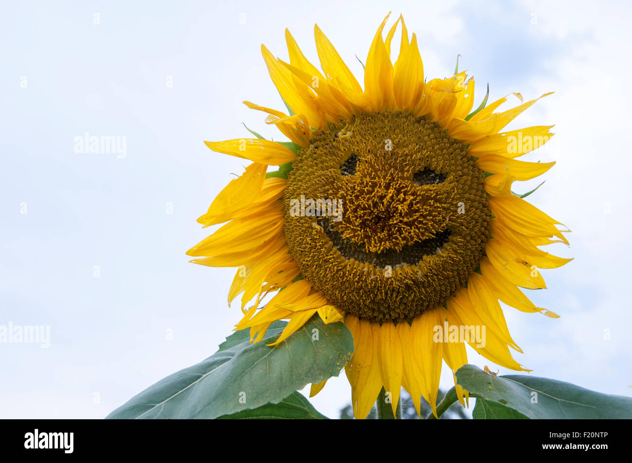 Happy flower hi-res stock photography and images - Alamy