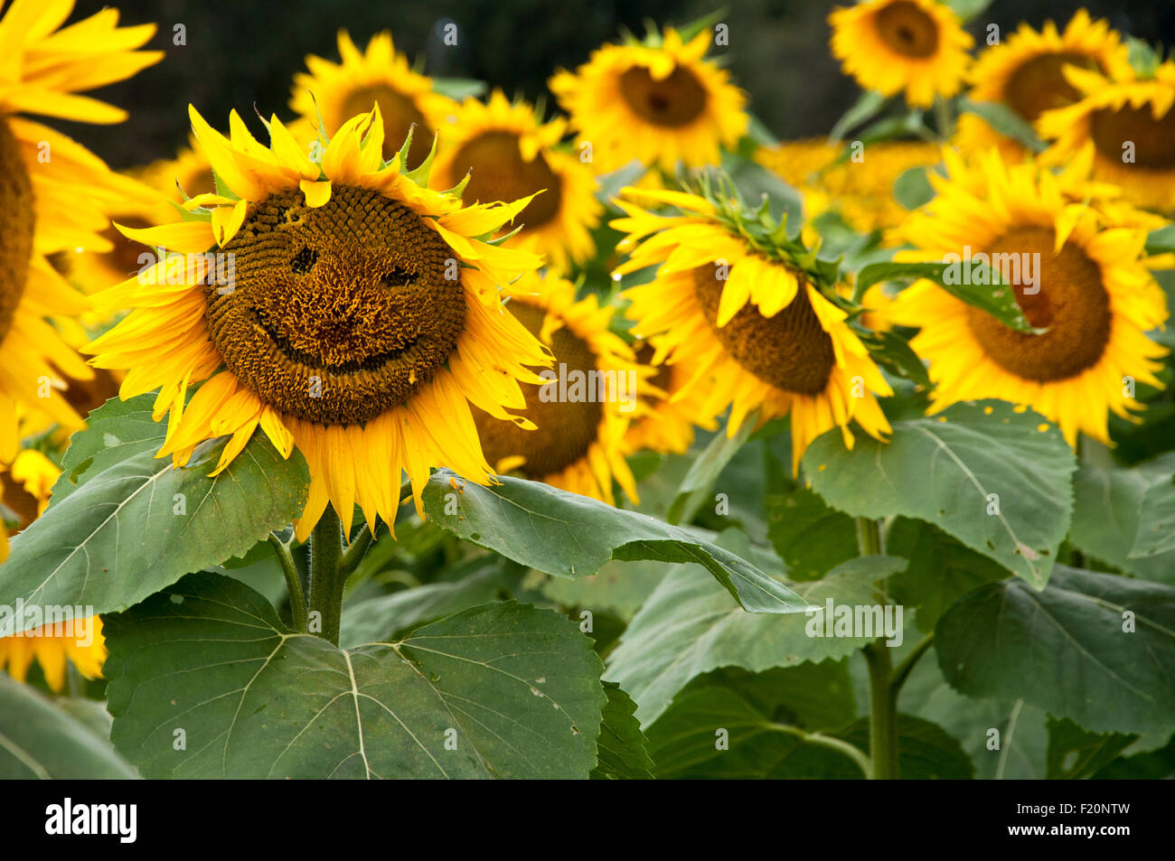 Sunflower with face hi-res stock photography and images - Alamy