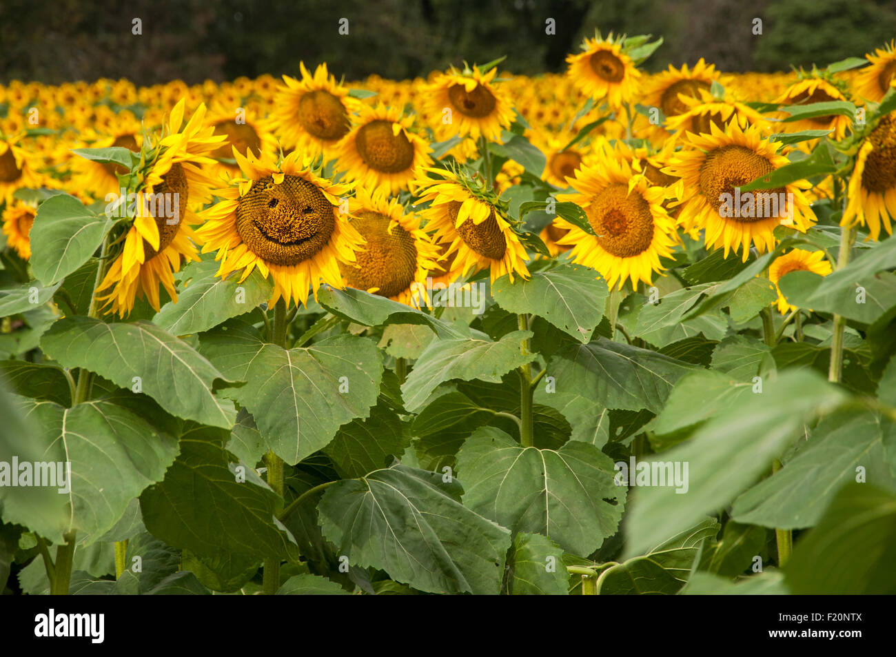 Happy Sunflower in field of Sunflowers Stock Photo - Alamy