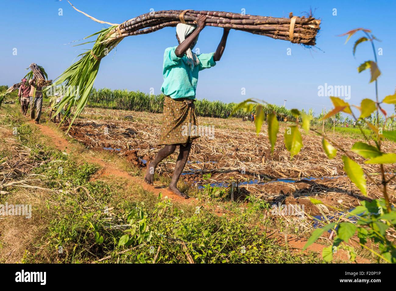 India sugar cane hi-res stock photography and images - Alamy