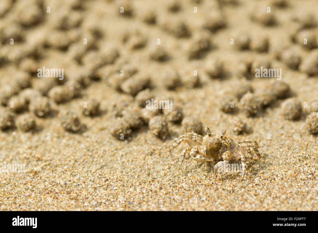 Sand bubbler crab hi-res stock photography and images - Alamy
