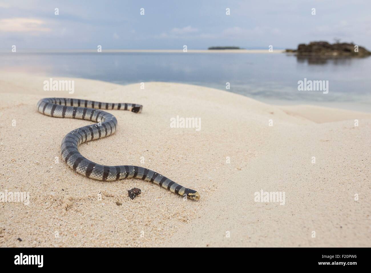 Indonesia, Maluku province, East Seram, Grogos island, Banded sea krait ...