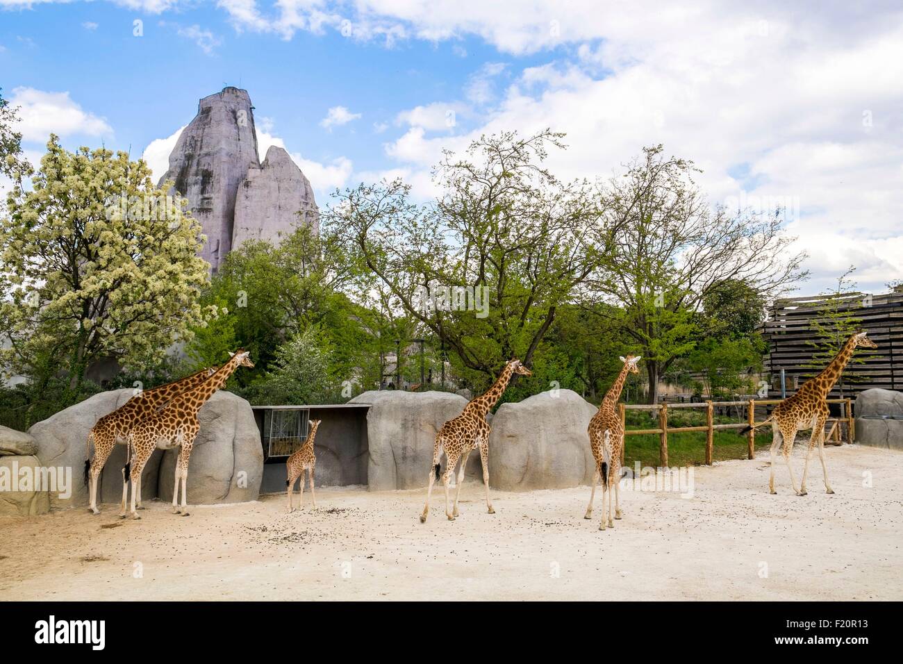 France, Paris, Zoological Park of Paris (Vincennes Zoo) group of ...