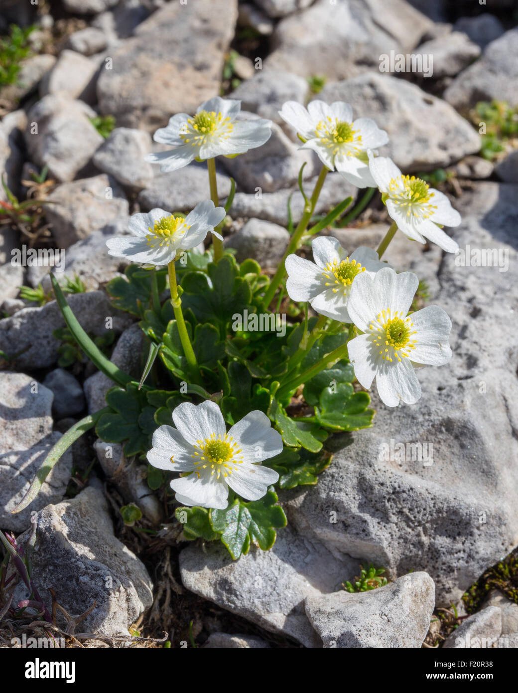 Mountain buttercup ranunculus montanus hi-res stock photography and ...