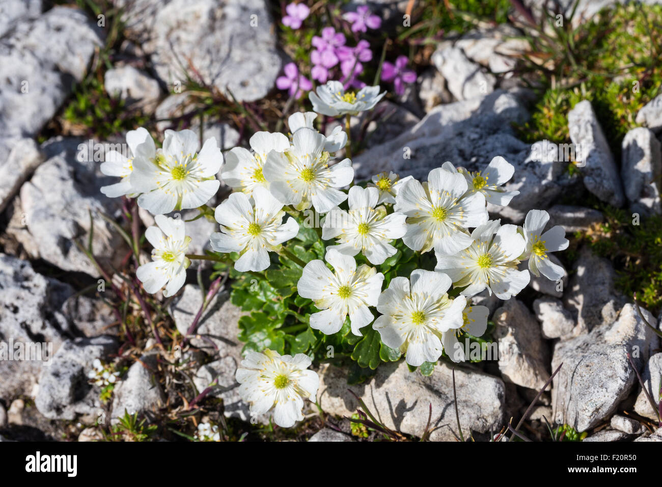 Mountain buttercup ranunculus montanus hi-res stock photography and ...