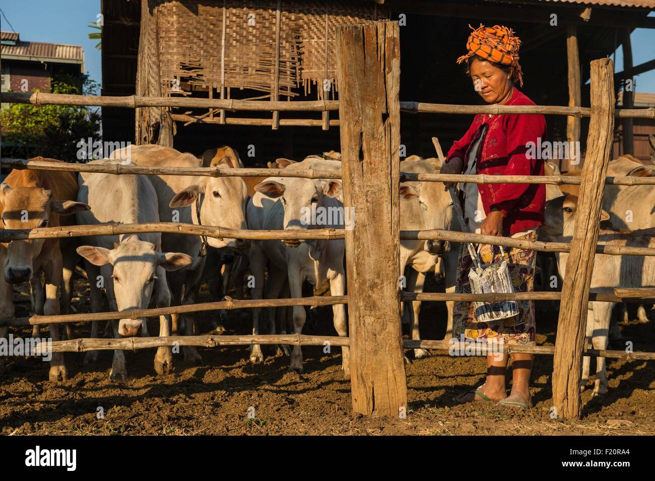 Bovine tribe hi-res stock photography and images - Alamy