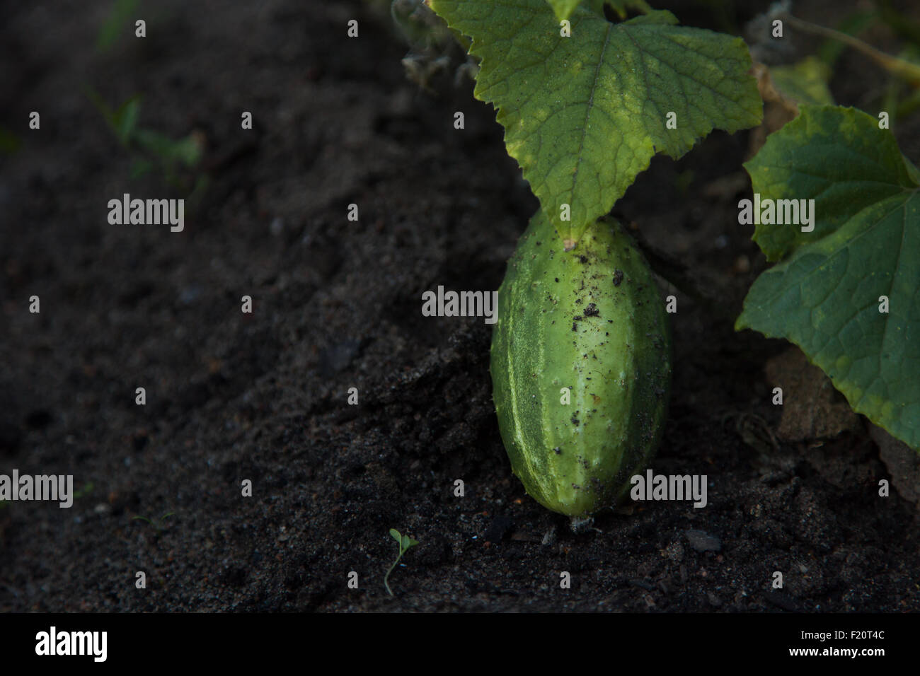 Natural cucumber grown in the garden Stock Photo - Alamy