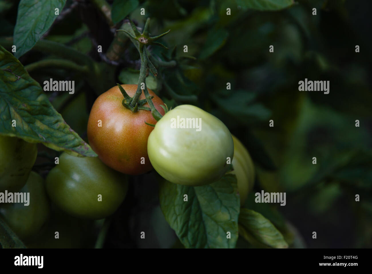 Natural tomatoes grown in the garden Stock Photo - Alamy