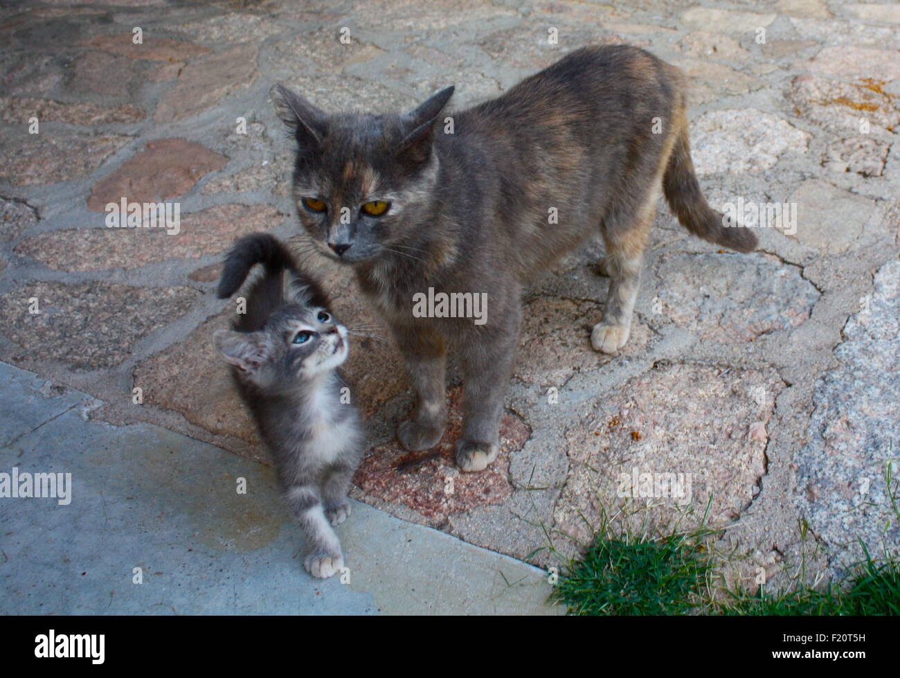 Cat and kitten Stock Photo - Alamy