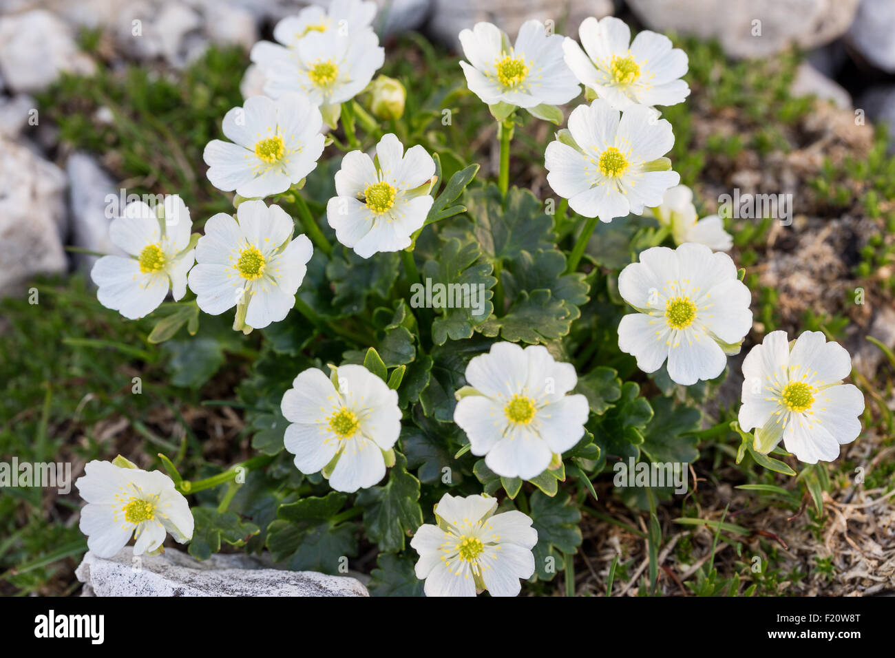 Ranuncolo alpestre hi-res stock photography and images - Alamy