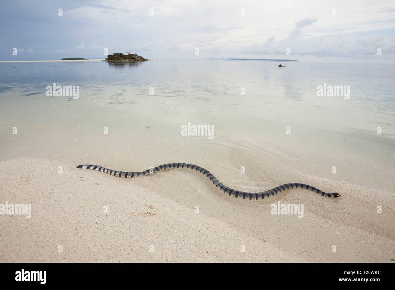 Indonesia, Maluku province, East Seram, Grogos island, Banded sea krait ...
