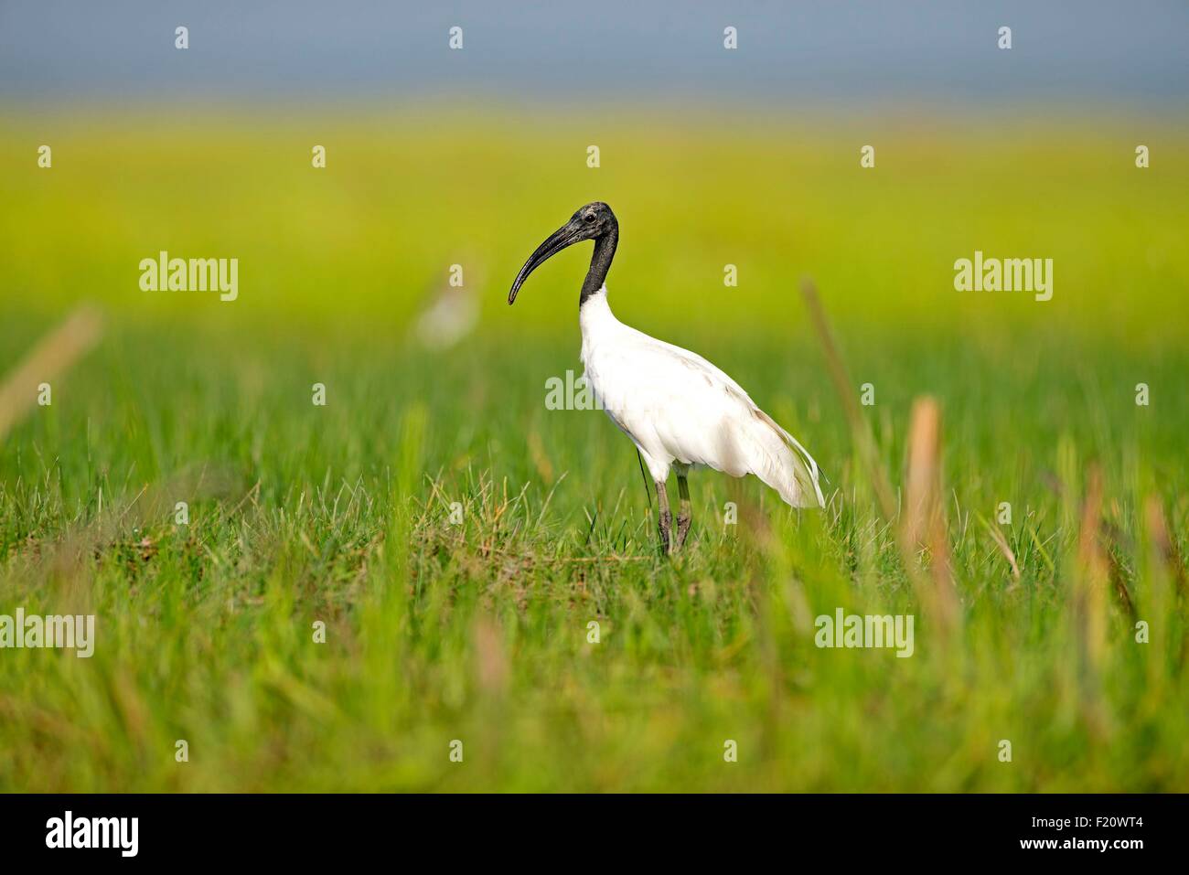 Thailand, Black-headed Ibis (Threskiornis melanocephalus Stock Photo ...