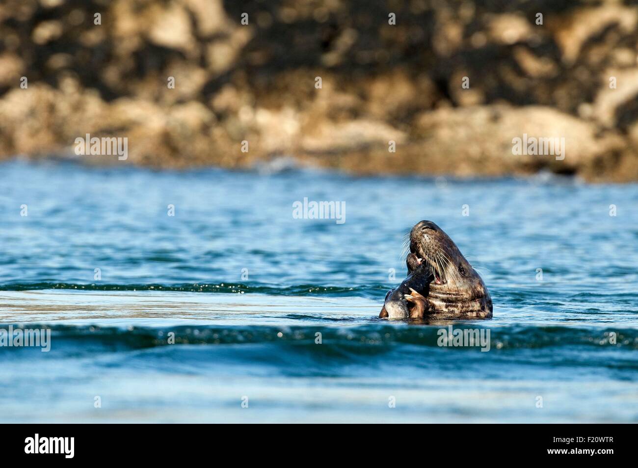 Seal eating fish hi-res stock photography and images - Alamy