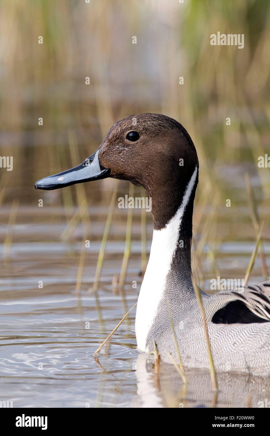 Common Pintail (Anas acuta), Portrait Stock Photo - Alamy