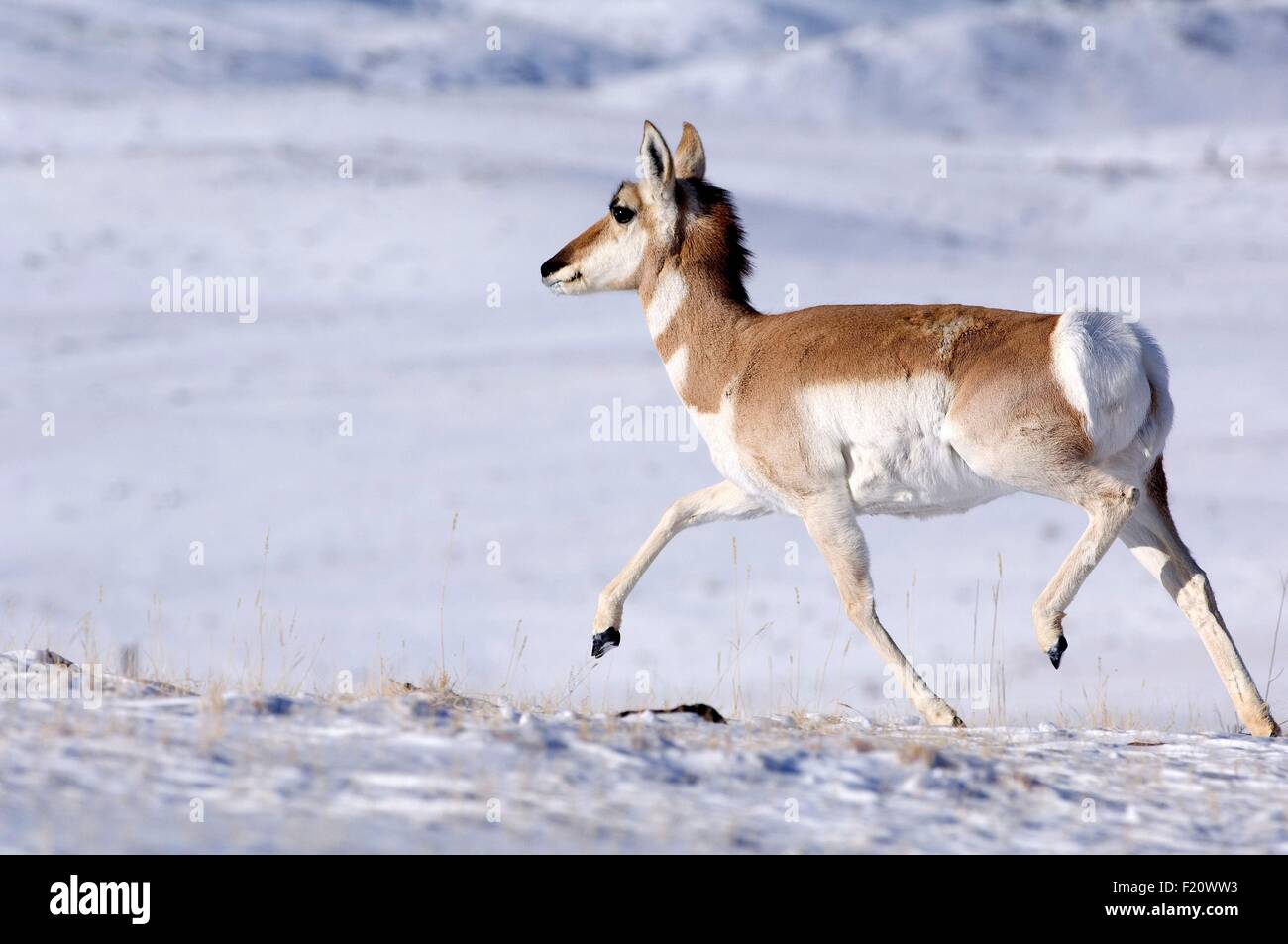 Pronghorn (Antilocapra americana Stock Photo - Alamy