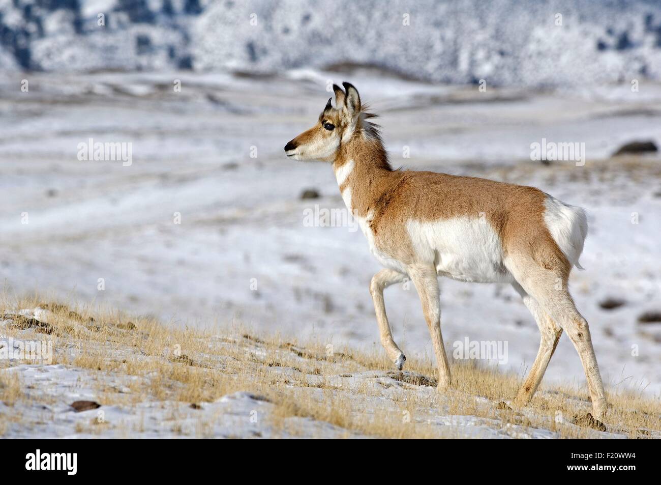 Pronghorn (Antilocapra americana Stock Photo - Alamy